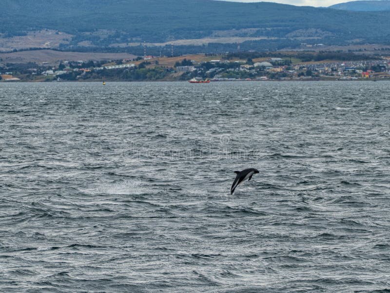 Dolphin Jump in the Sea in Patagonia Stock Image - Image of splash ...