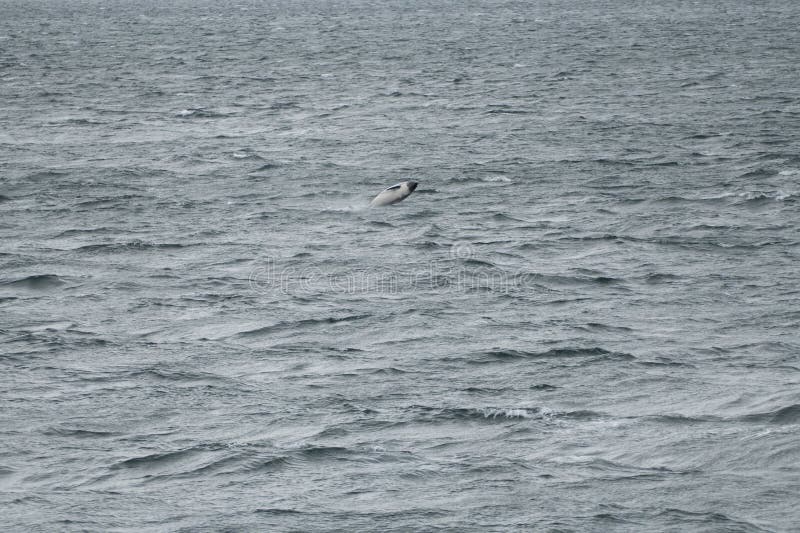 Dolphin Jump in the Blue Sea in a Picturesque Place Stock Image - Image ...