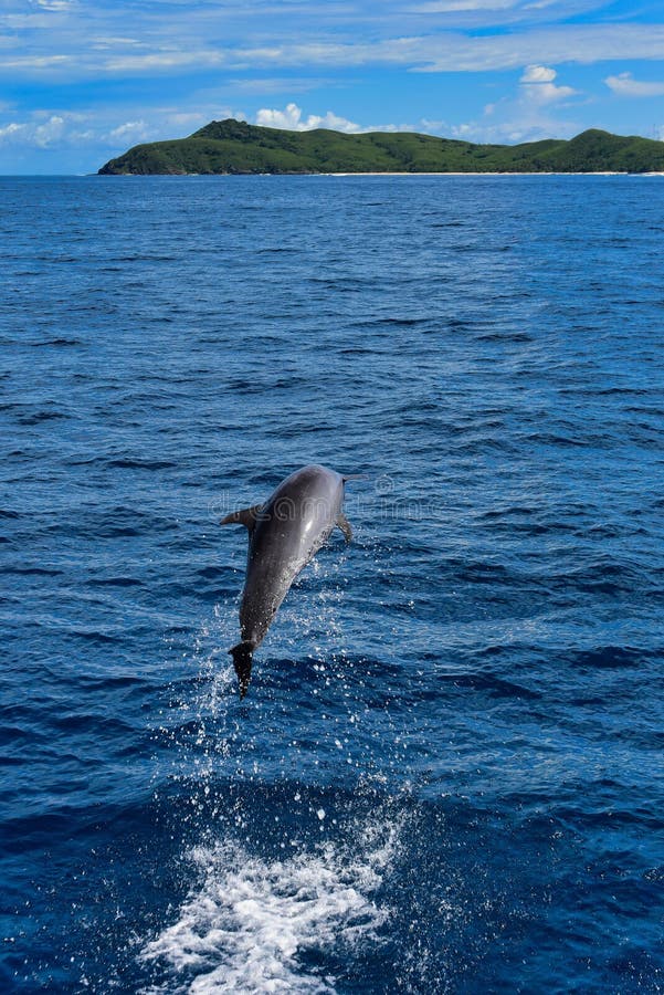 Wild Dolphin Leaping Out of the Ocean Stock Image - Image of swim ...