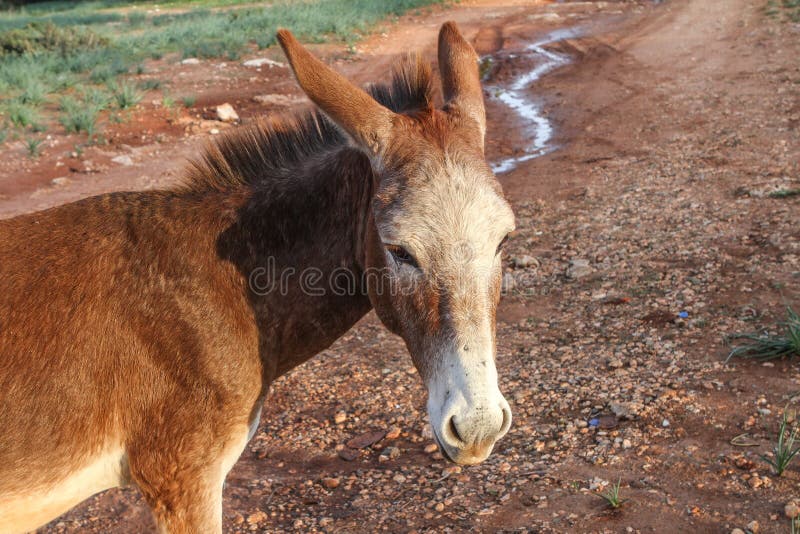 Wild donkey asks food stock image. Image of travel, creten - 63562809