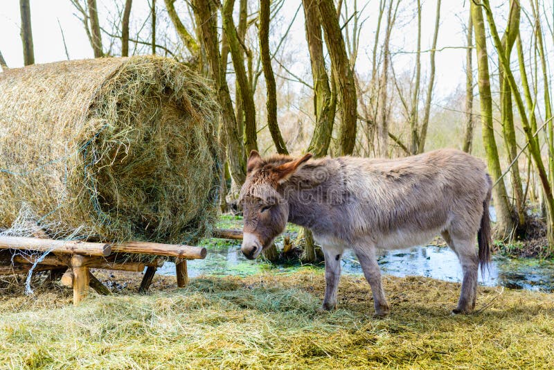 Wild donkey at the pasture stock image. Image of pasture - 90036799