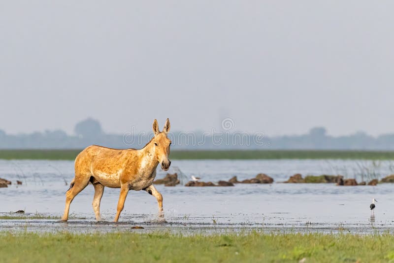 A Wild Donkey Running in Lake Stock Image - Image of landscape, mammal ...
