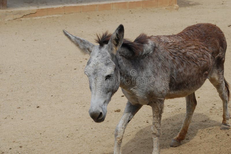 Wild Donkey in the Sanctuary in Aruba Stock Photo - Image of aruba ...