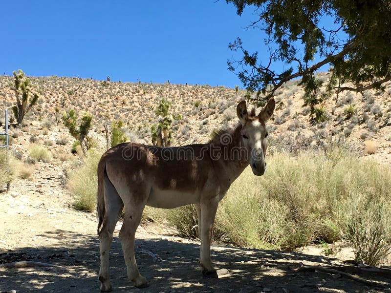 Wild Donkey Standing Under Tree Shade Stock Photo - Image of mammal ...