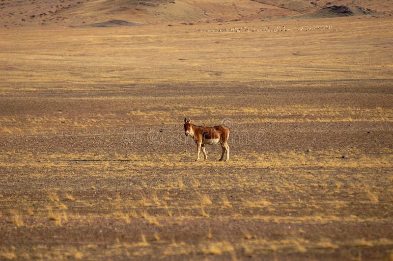 Wild donkey in Tibet stock photo. Image of kiang, mountains - 12528022