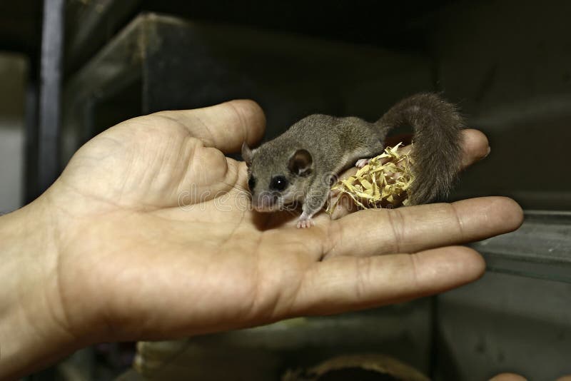 Desert dormouse stock photo. Image of black, desert - 108831764