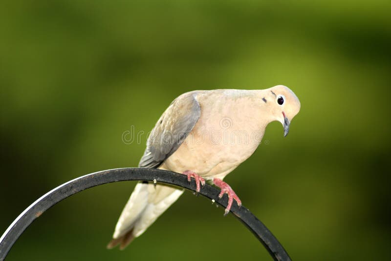 Wild dove stock photo. Image of portrait, bird, dove, birds - 1056354