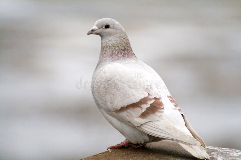 Wild dove stock photo. Image of pure, freedom, peace, holy - 7650406