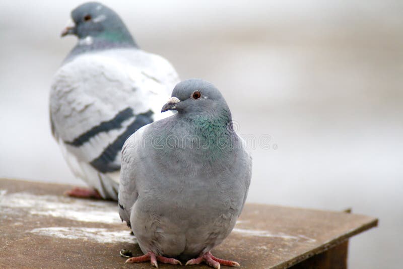 Wild dove stock image. Image of feather, nature, purity - 7650415