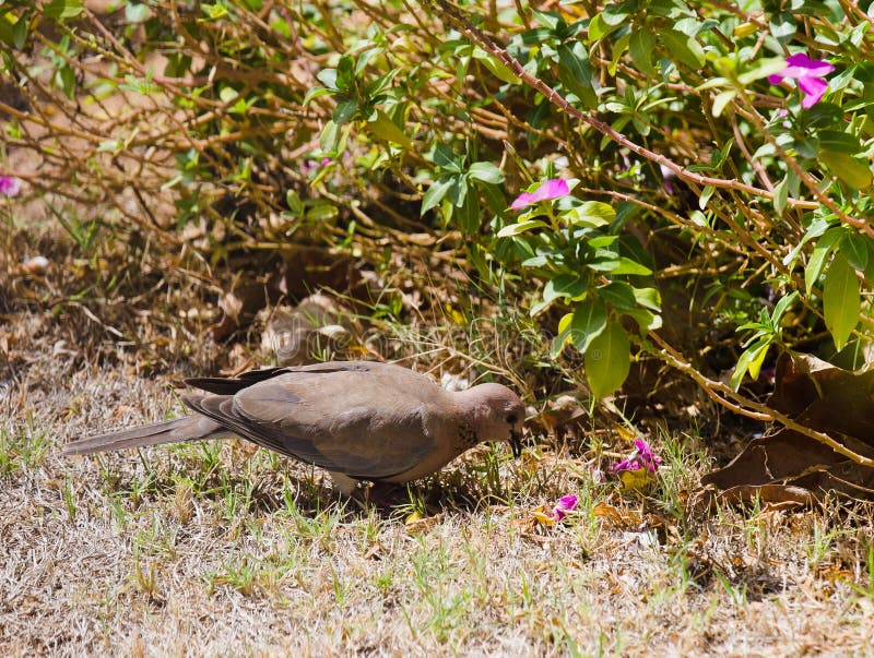 Wild Dove on the Ground, Brown Bird Stock Image - Image of flight ...