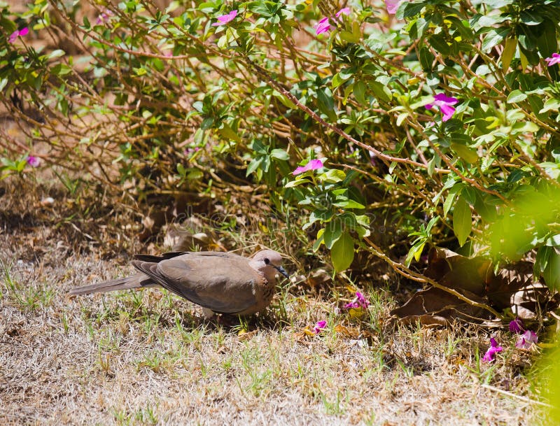 Wild Dove on the Ground, Brown Bird Stock Photo - Image of streptopelia ...