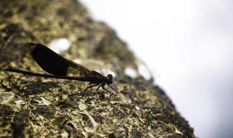 The Wild Dragonfly Rest on the Rock of River Stock Photo - Image of ...