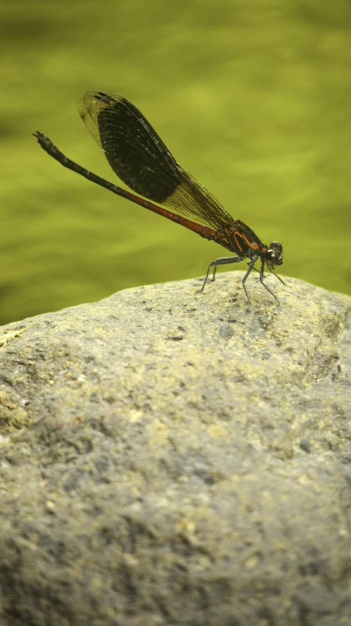 The Wild Dragonfly Rest on the Rock of the River Stock Image - Image of ...