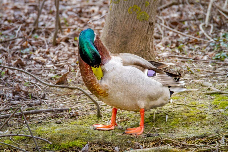 Wild Drake Cleans Feathers on the Shore Stock Image - Image of bird ...