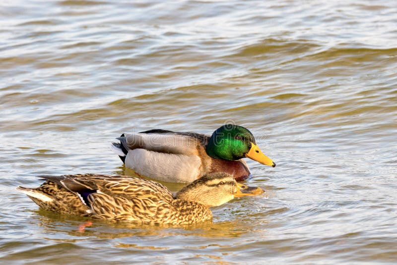 Wild Drake and Ducks Sailing Along the River Stock Image - Image of ...