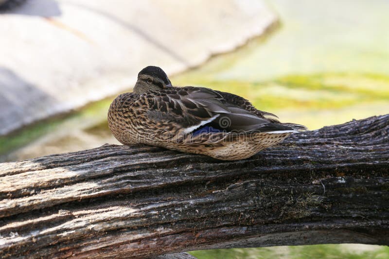 Wild Drake Stands on One Leg in the Water Stock Image - Image of nature ...