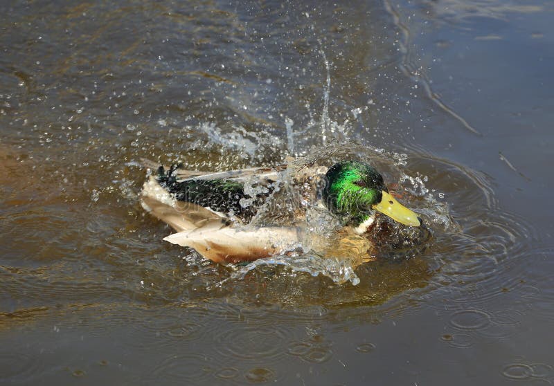 Wild Drake with Splashes Bathing in the River Stock Photo - Image of ...