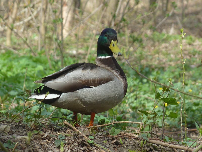 Wild Drake in the Spring Forest Stock Photo - Image of feathered, race ...