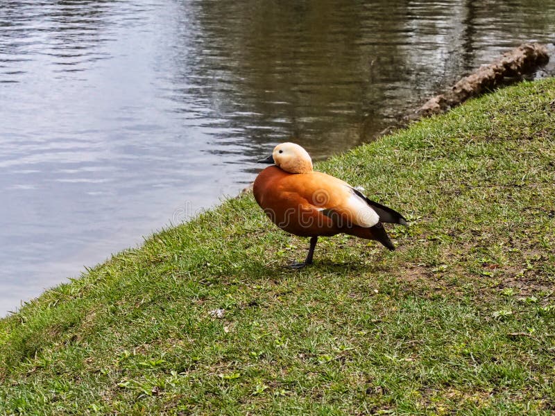 Drake Stands on the Wet Eternal Earth Stock Photo - Image of wild ...