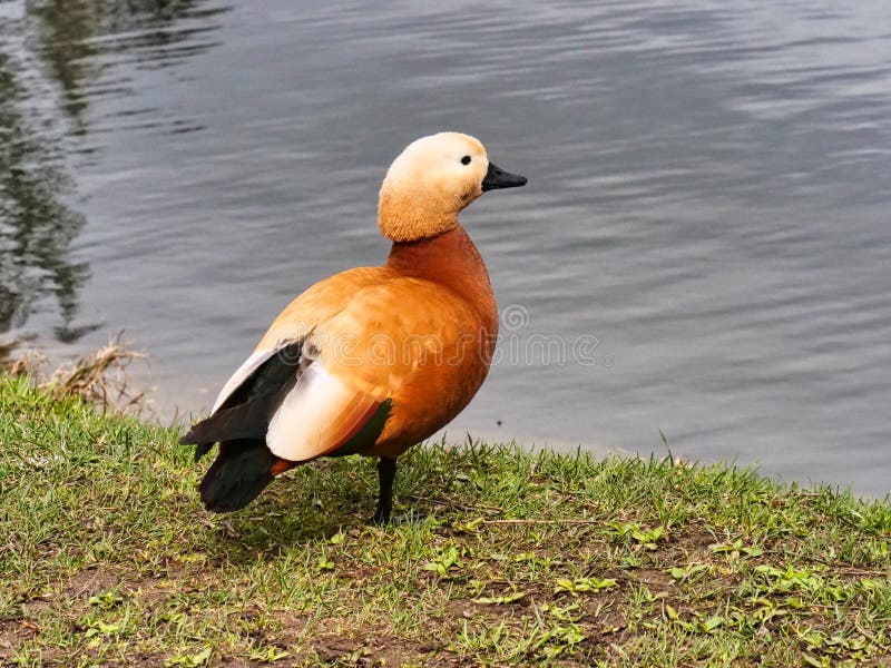 A Wild Drake Stands on the Grass by the Pond Stock Image - Image of ...