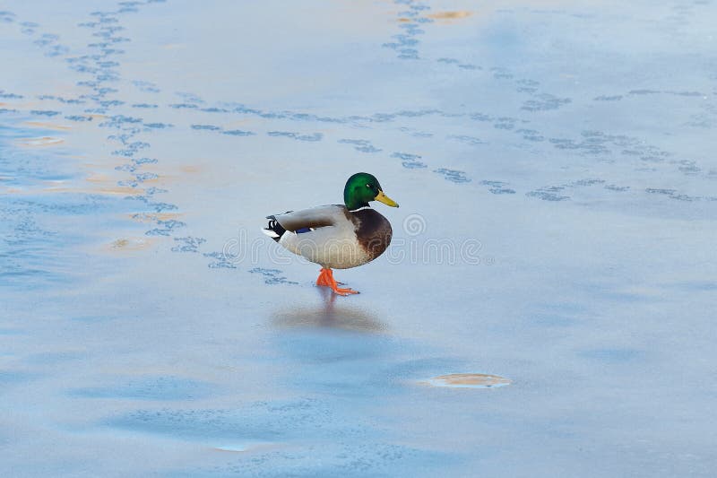 Wild Drake Walks on the Ice of the River Stock Image - Image of cold ...