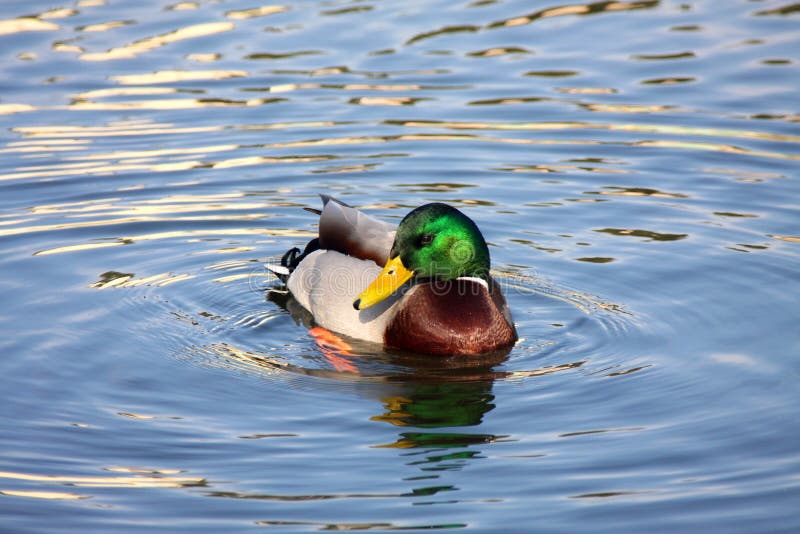 Wild drake on water stock image. Image of platyrhynchos - 106690375