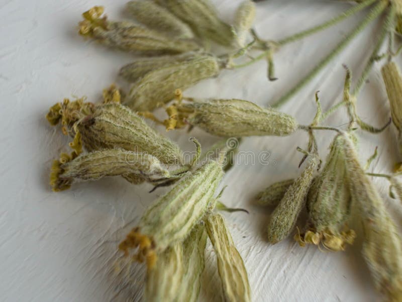 Wild Dry Bloomed Green Flowers Stock Image - Image of botany, wild ...
