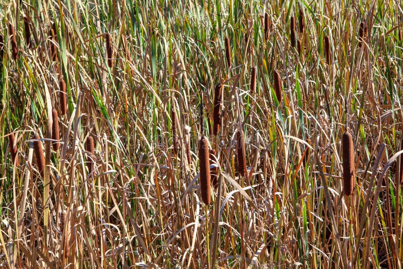 Wild and dry reed stock photo. Image of pond, wind, wilderness - 164348822