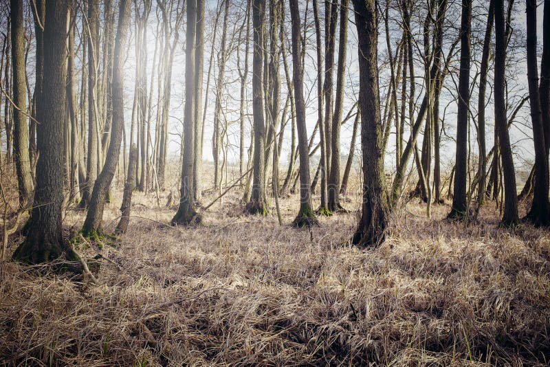 3,505 Scrub Trees Photos - Free & Royalty-Free Stock Photos from Dreamstime