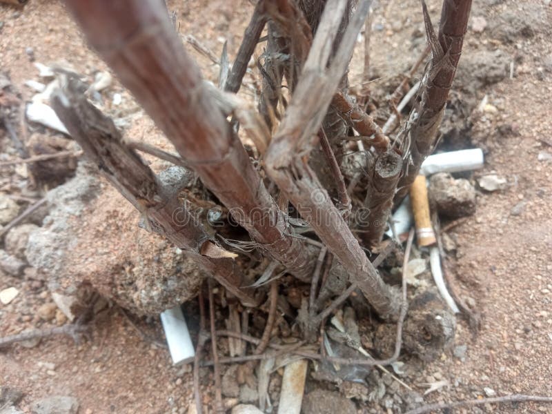 Wild dry stem stock image. Image of tree, animal, produce - 275724205