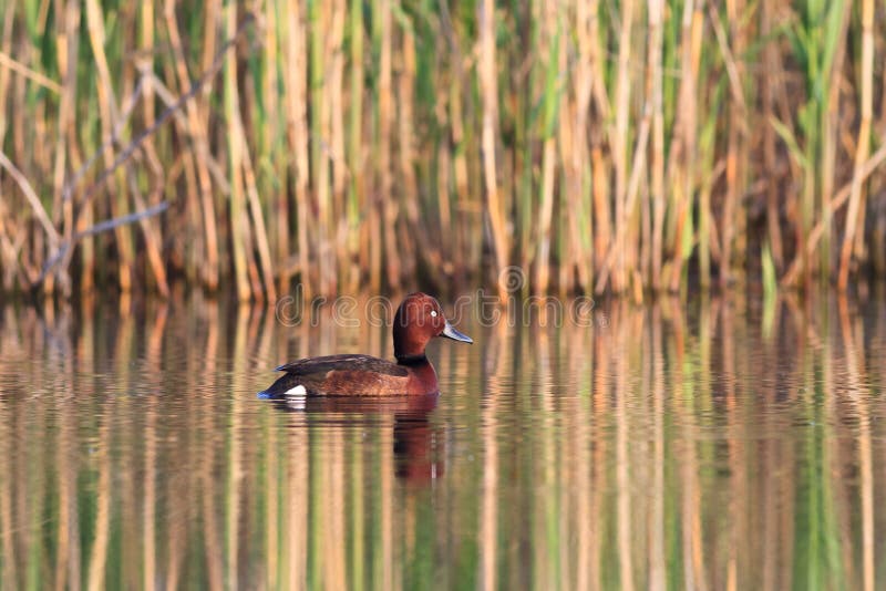 Wild duck stock photo. Image of bird, colorful, wildlife - 19502790