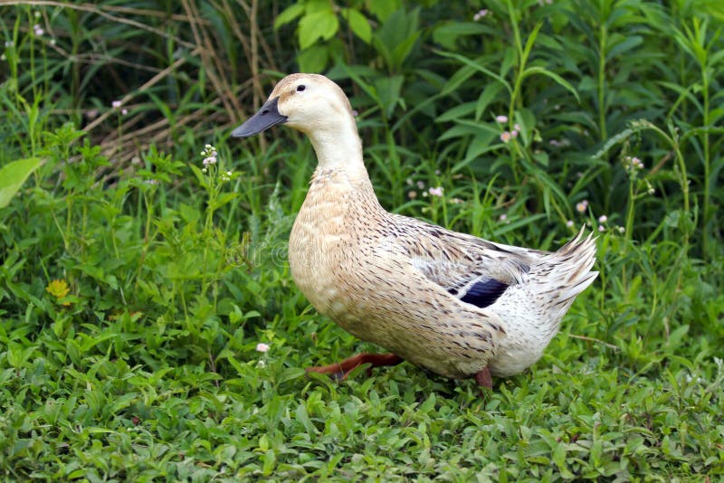 Wild Duck stock photo. Image of bird, mallard, nature - 22105380