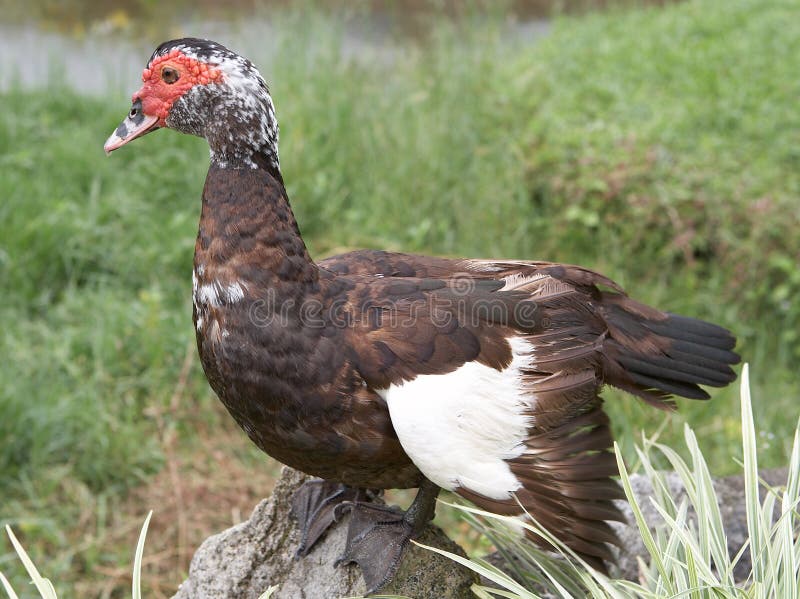 Wild Duck Picture. Image: 720928