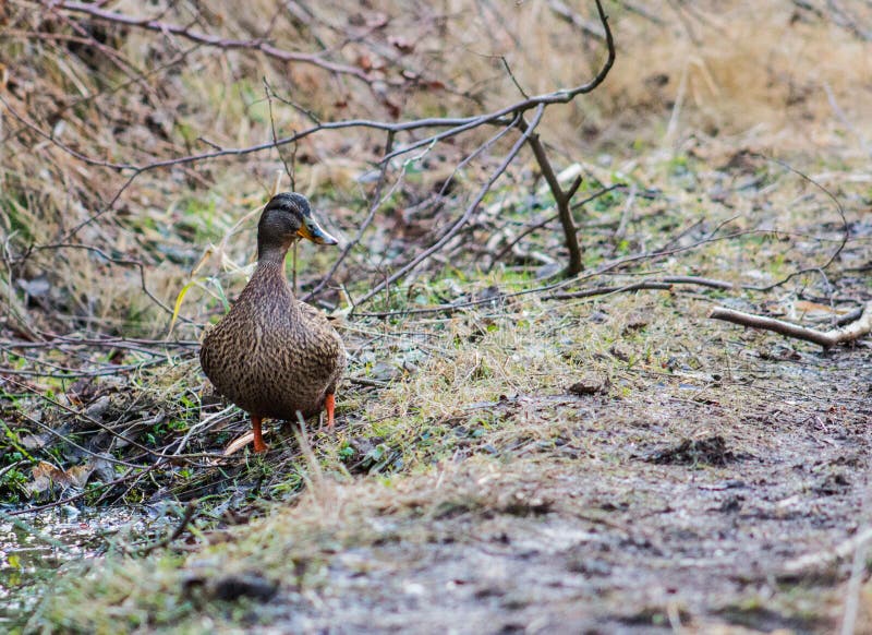 Duck on the Bank of the Stream Stock Photo - Image of stream, animal ...