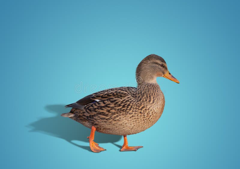 Wild duck.on blue stock photo. Image of nature, wild - 189910882