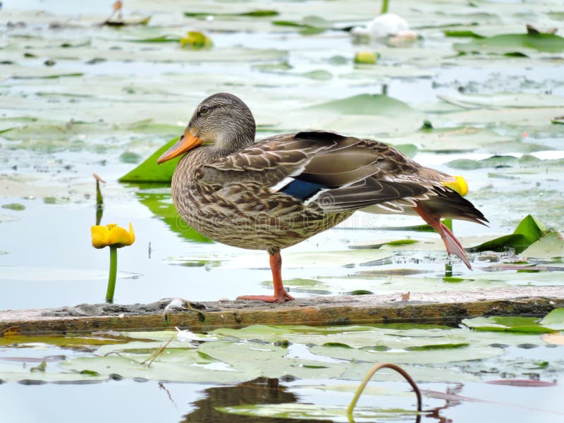 Wild duck on a branch stock photo. Image of duck, river - 42619528
