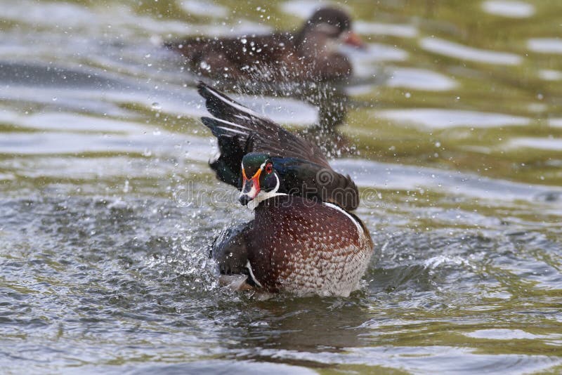Wild duck stock photo. Image of nature, beautiful, colorful - 32385436