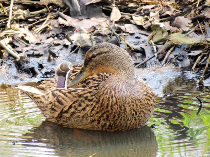Wild duck stock photo. Image of flora, pied, feeding - 39989876