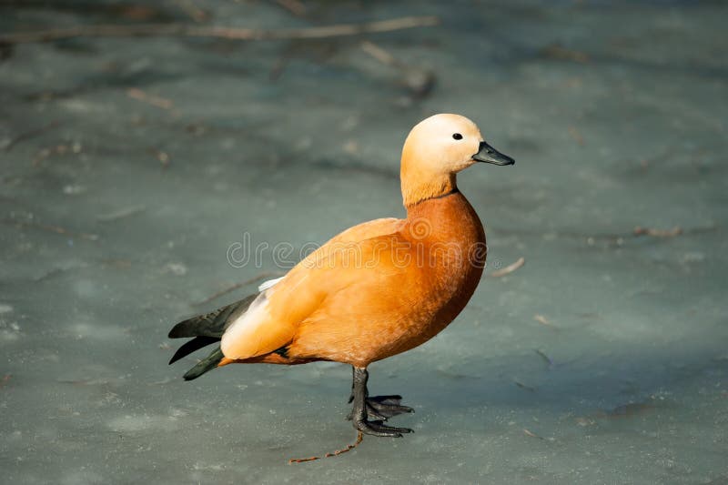 Wild Duck Called Ogar in Melted Lake Surface Stock Image - Image of ...