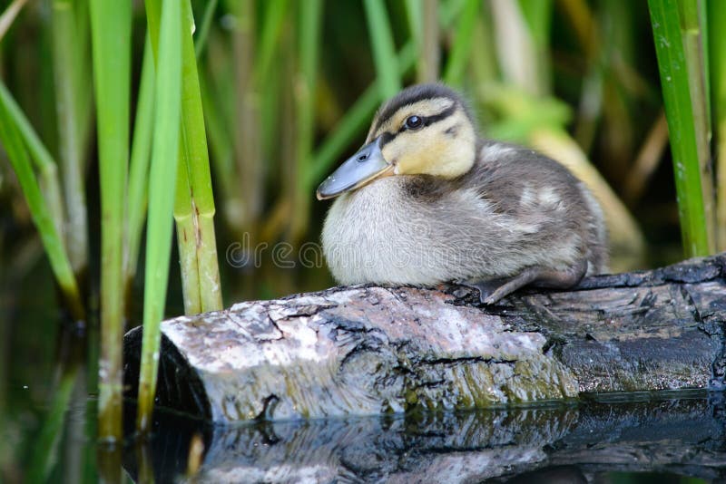 A wild duck chick on log stock image. Image of beautiful - 262654111