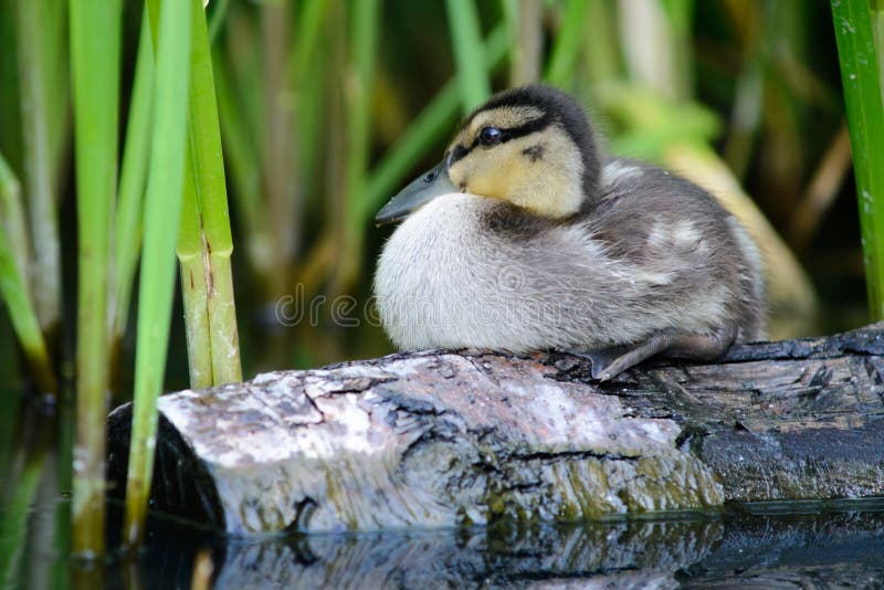 Wild Duck Chick in the Water Stock Photo - Image of bird, ducks: 258632890