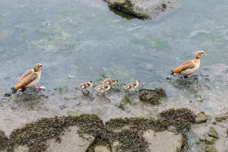 Wild Duck with Chicks on the River Stock Photo - Image of animal ...