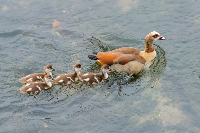Wild Duck with Chicks on the River Stock Image - Image of chick, pond ...