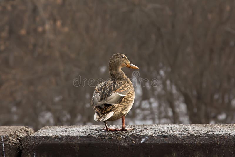 Wild duck in the city stock image. Image of duck, walking - 39123725