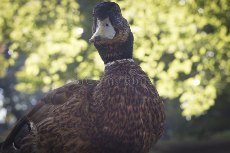 Wild Duck, Looking into Camera, Close-up Stock Photo - Image of cute ...