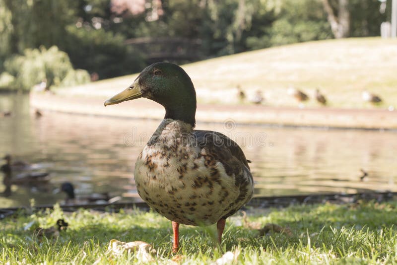 Wild Duck, Looking into Camera, Close-up Stock Photo - Image of cute ...