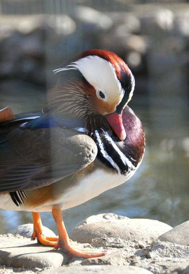 Wild duck colorful stock image. Image of aquatic, erpel - 52994963