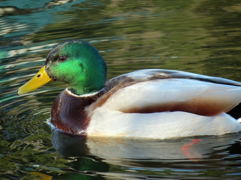 Wild duck stock photo. Image of waves, feather, color - 39394694