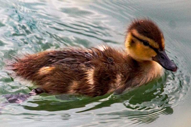 Wild duck cub stock photo. Image of shorebird, waterbird - 228817084