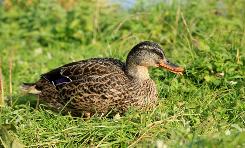 Wild duck stock photo. Image of pond, green, wild, sunny - 34257334